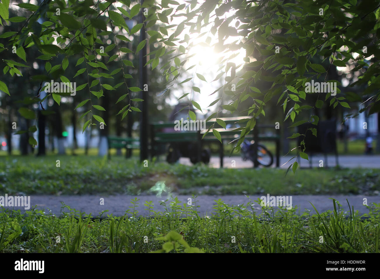 leafy park in a bright sunny day at sunset in the summer month of ...