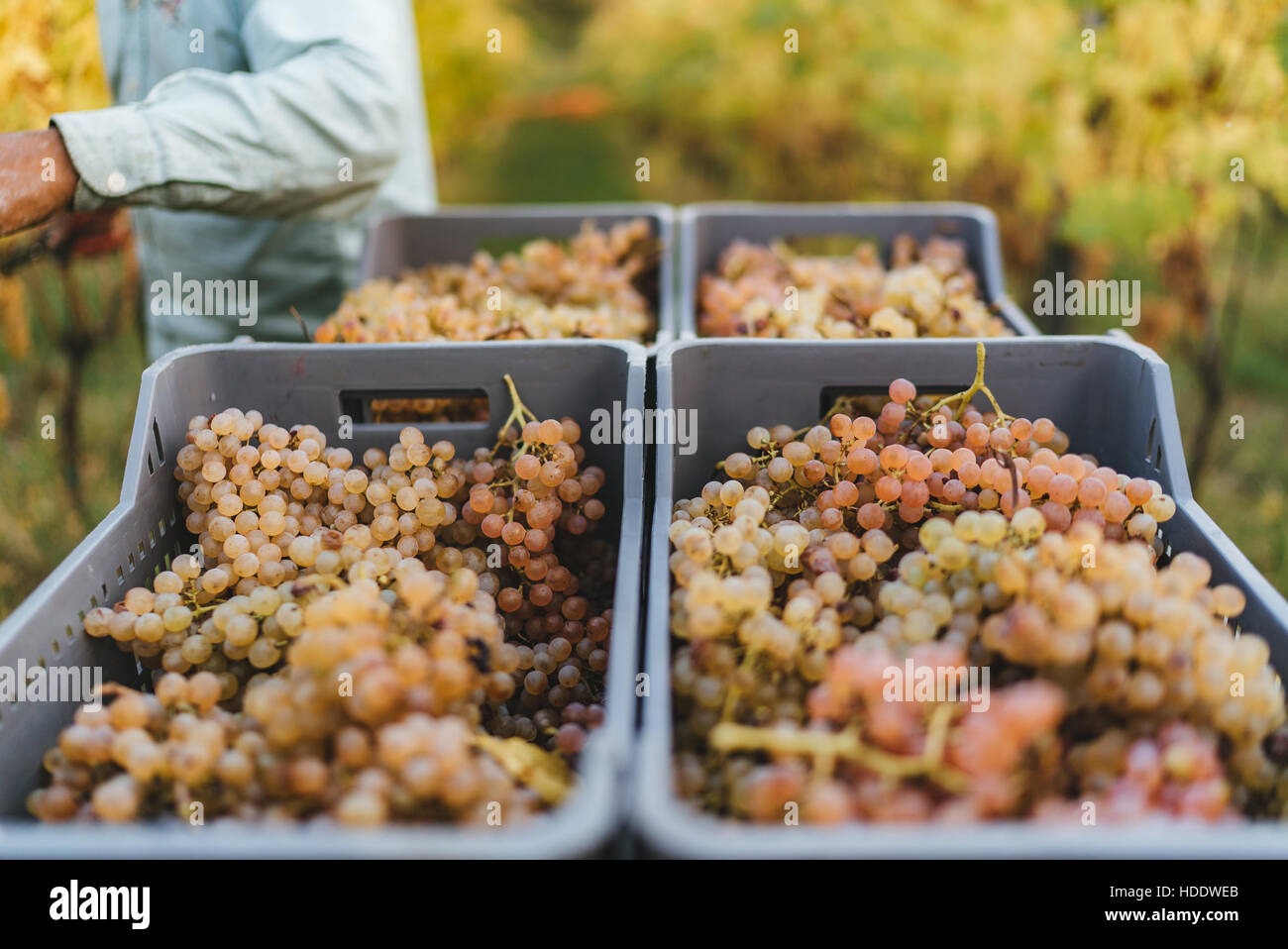 Italian grape harvest hi-res stock photography and images - Alamy