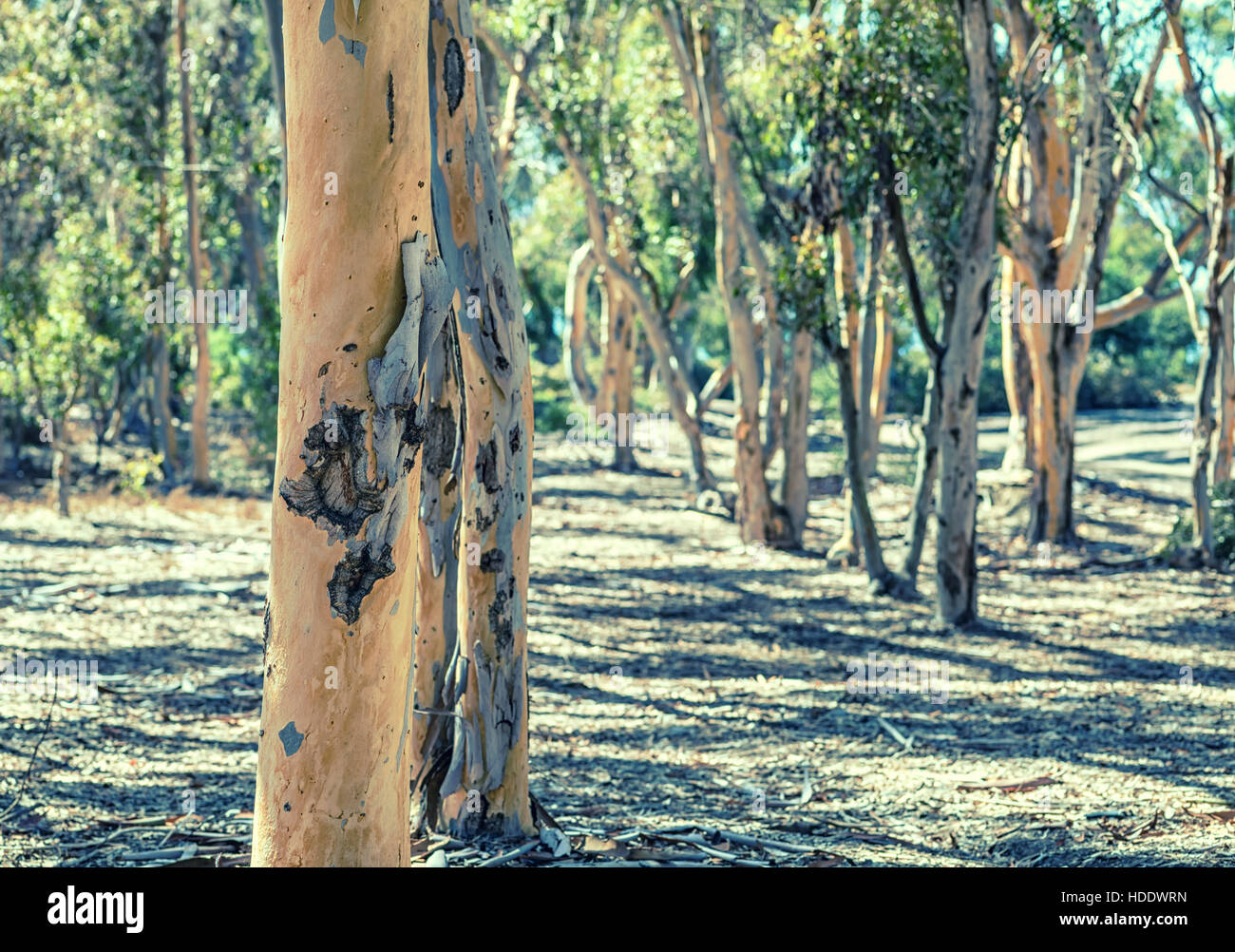 Group of tree trunks hi-res stock photography and images - Alamy