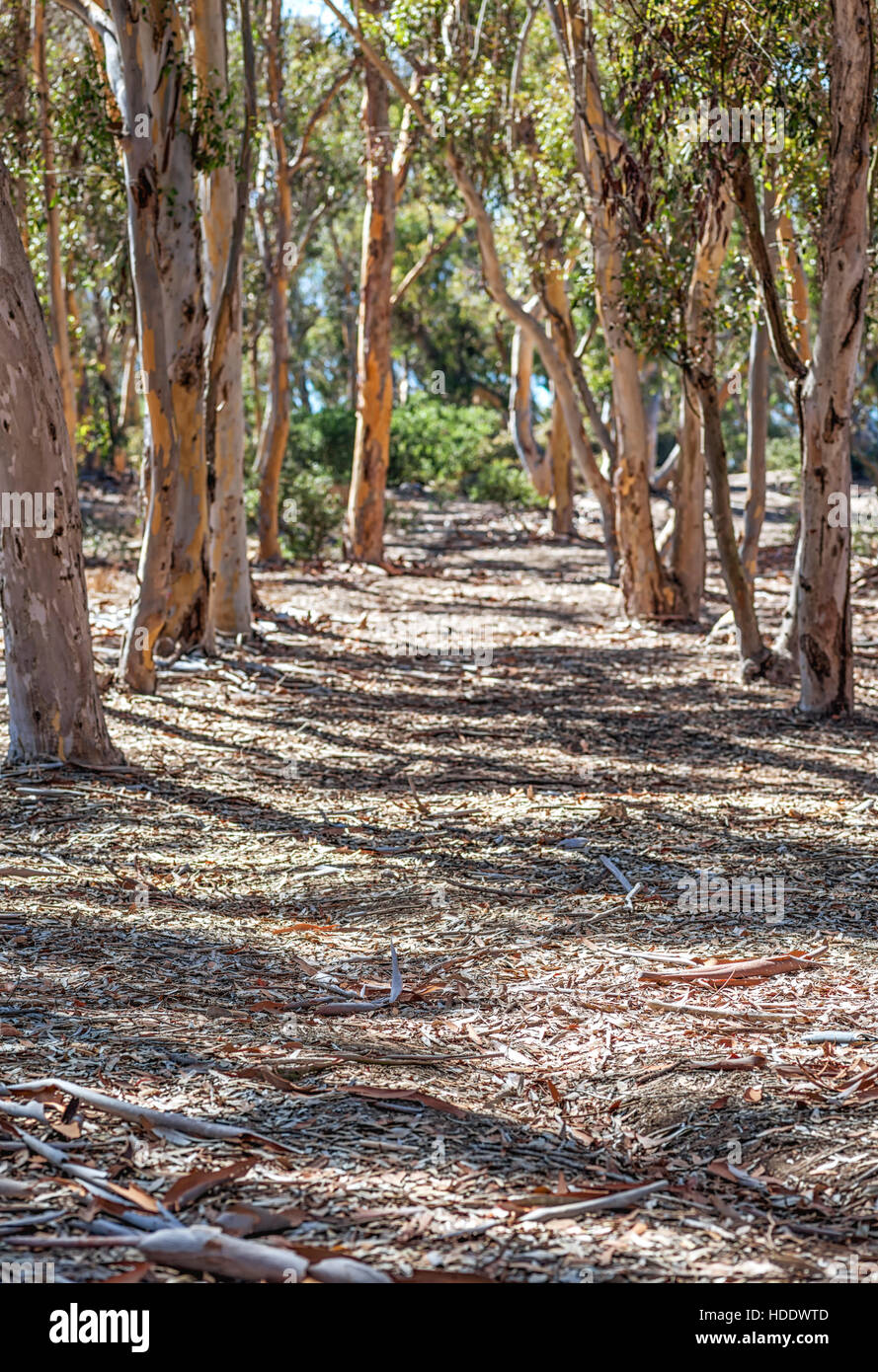 Tree lined paths hi-res stock photography and images - Alamy