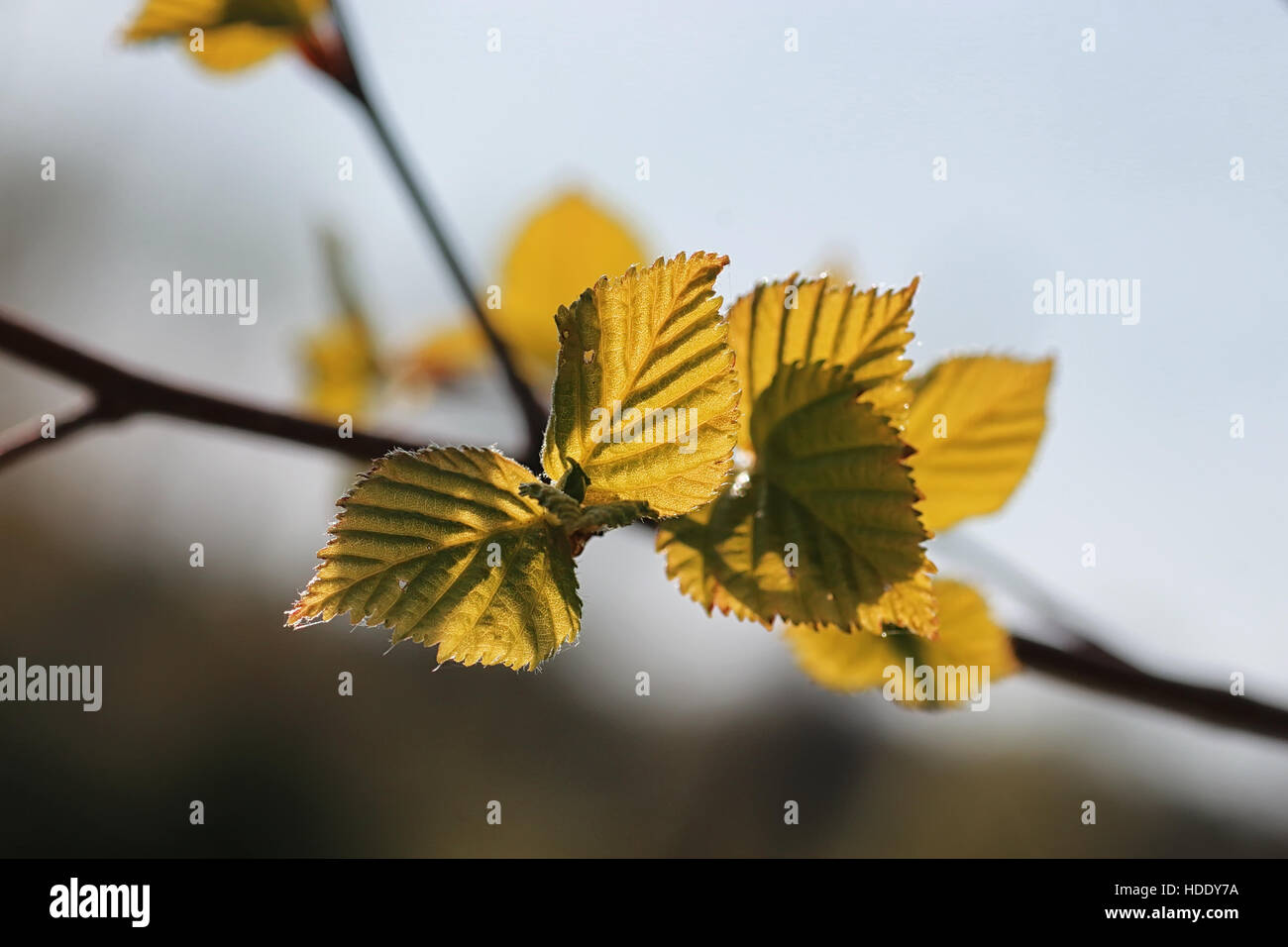 spring fresh leaves on a tree sunset Stock Photo - Alamy
