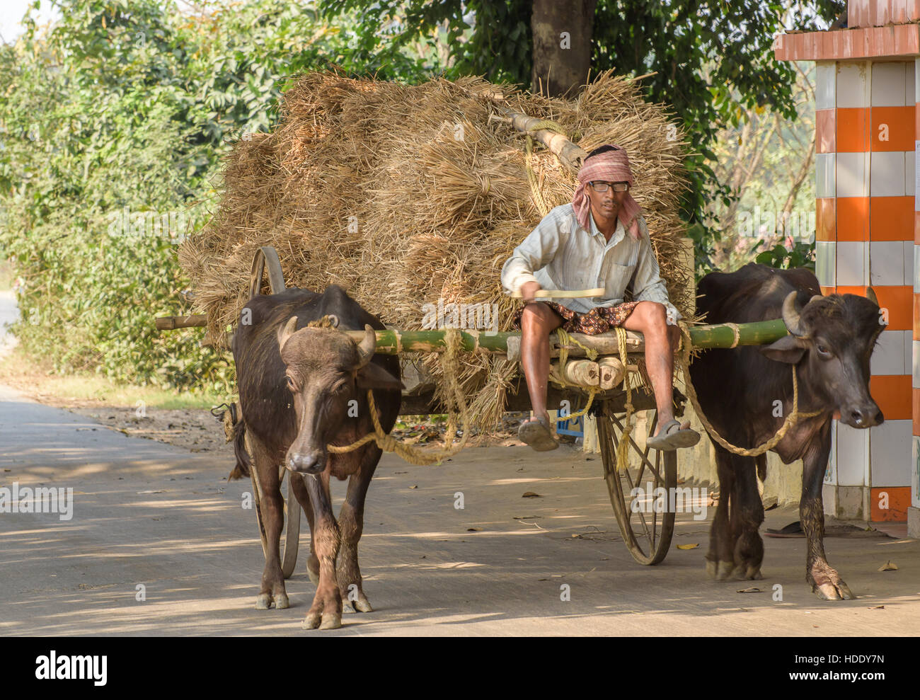 A farmer carries the harvested crops on a bullock cart Stock Photo - Alamy