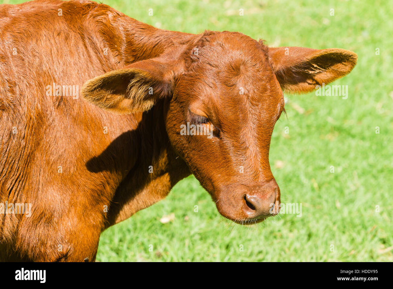 Farm cattle newborn calf animal in safety pen Stock Photo - Alamy