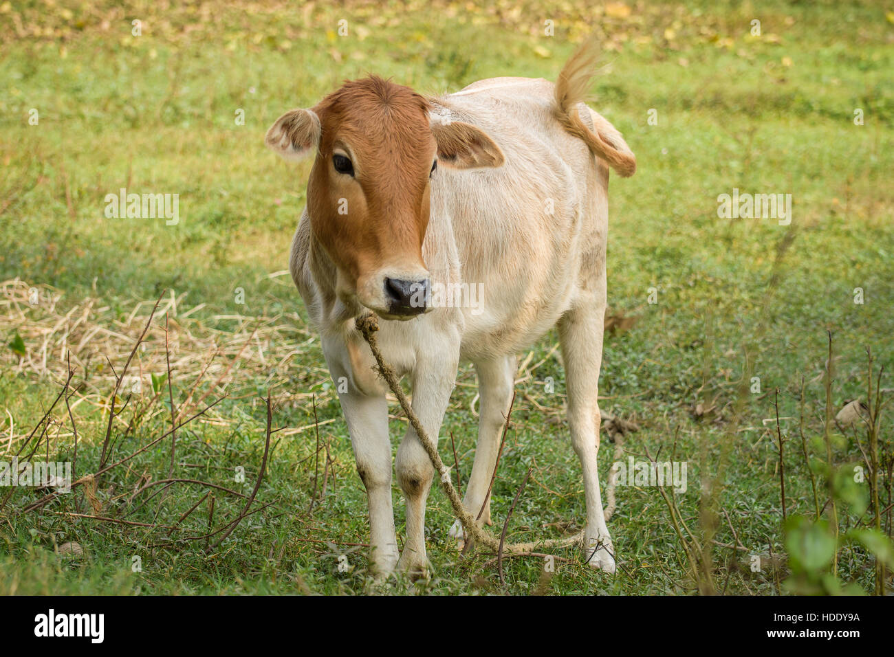 White calf cow tied up hi-res stock photography and images - Alamy