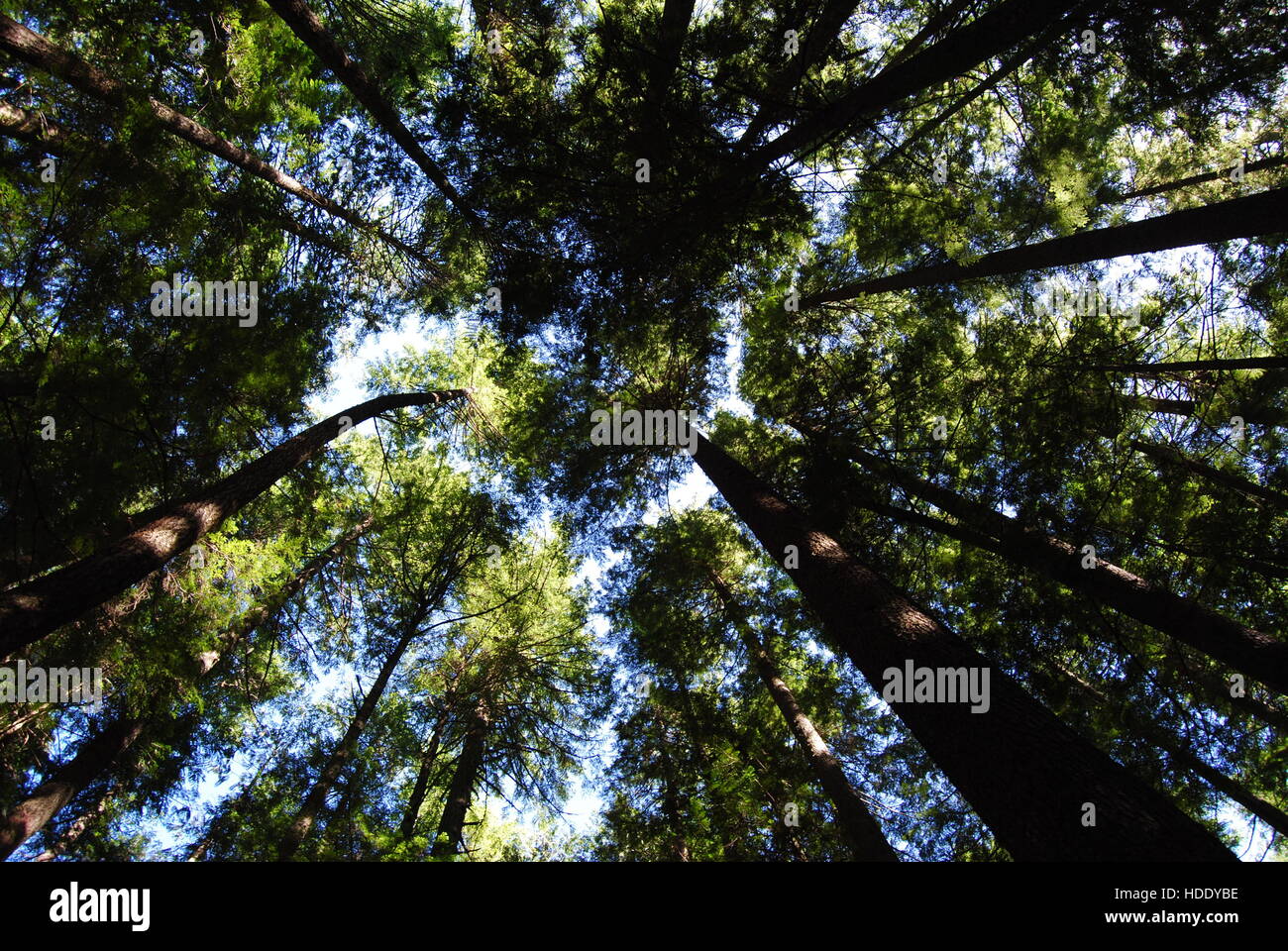 Looking up at the upper canopy of a forest on Gambier Island just off ...