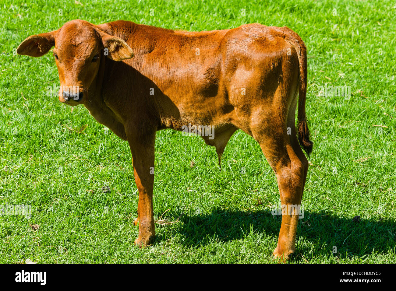 Farm cattle newborn calf animals in safety pen Stock Photo - Alamy
