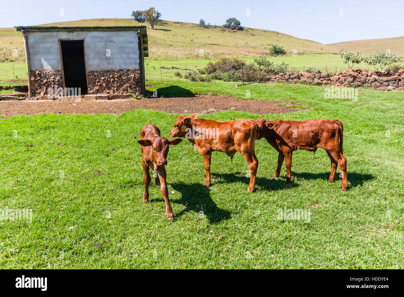 Farm cattle newborn calf animals in safety pen Stock Photo - Alamy