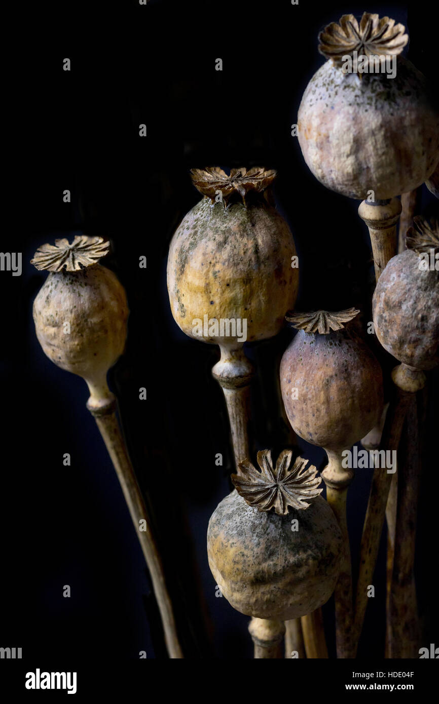 Closeup low key photo of bundle of dry poppy heads as a decoration on a ...