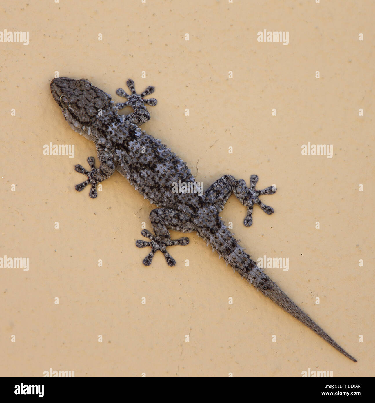 Moorish Gecko (Tarentola mauritanica), Andalucia, Spain Stock Photo - Alamy