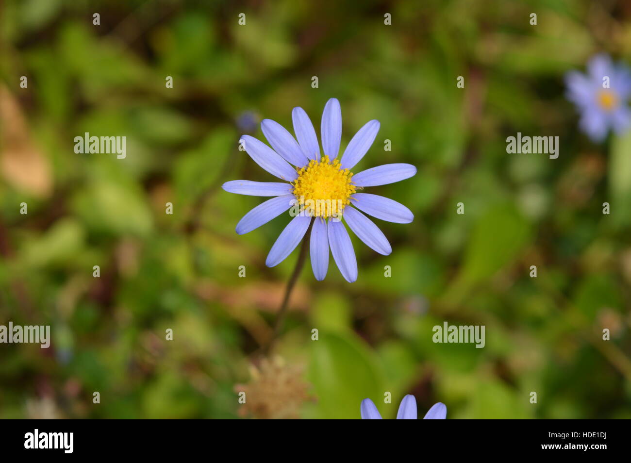 blue daisy at the Eden Project Stock Photo - Alamy