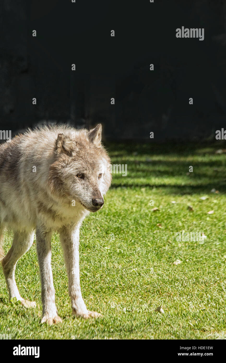 Grey wolf in close up Stock Photo - Alamy