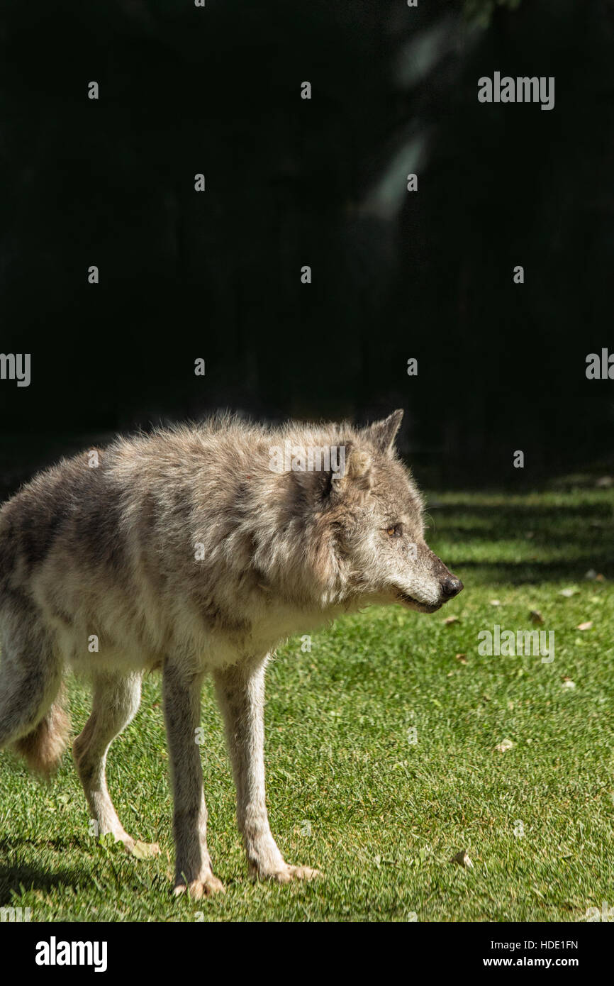 Howling grey wolf hi-res stock photography and images - Alamy