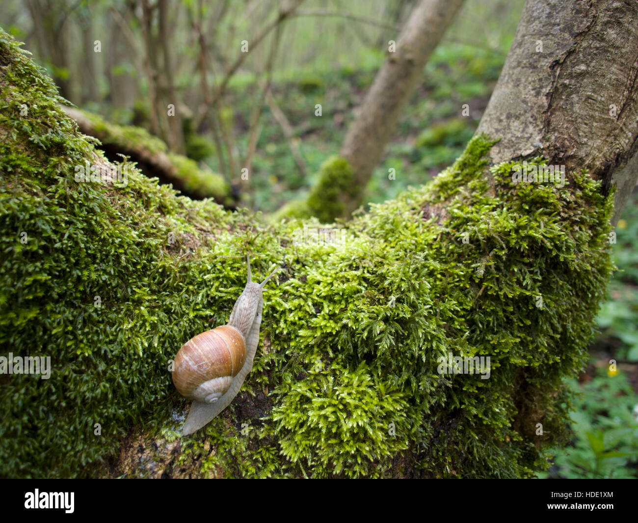 Helix pomatia on a mossy tree stump in spring Stock Photo - Alamy