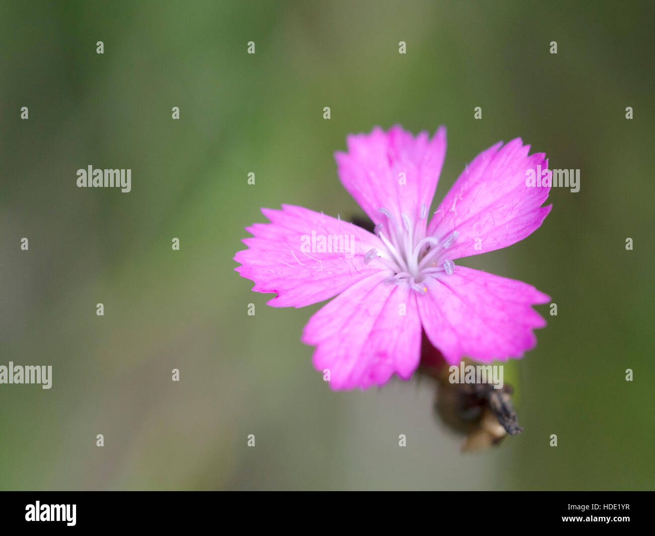 Dianthus caryophyllus, carnation Stock Photo - Alamy