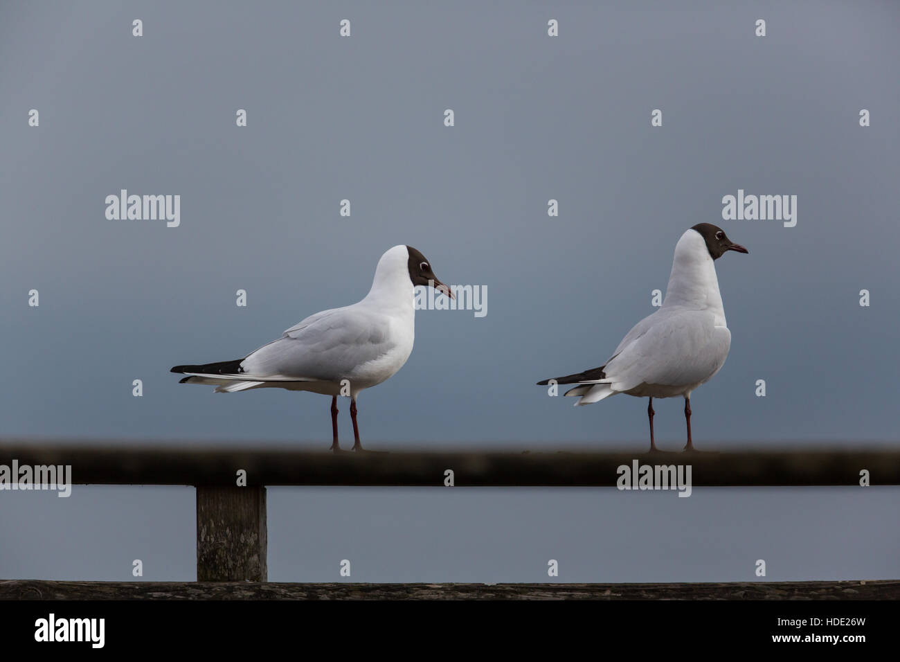 portrait of two natural common black-headed gulls standing Stock Photo ...