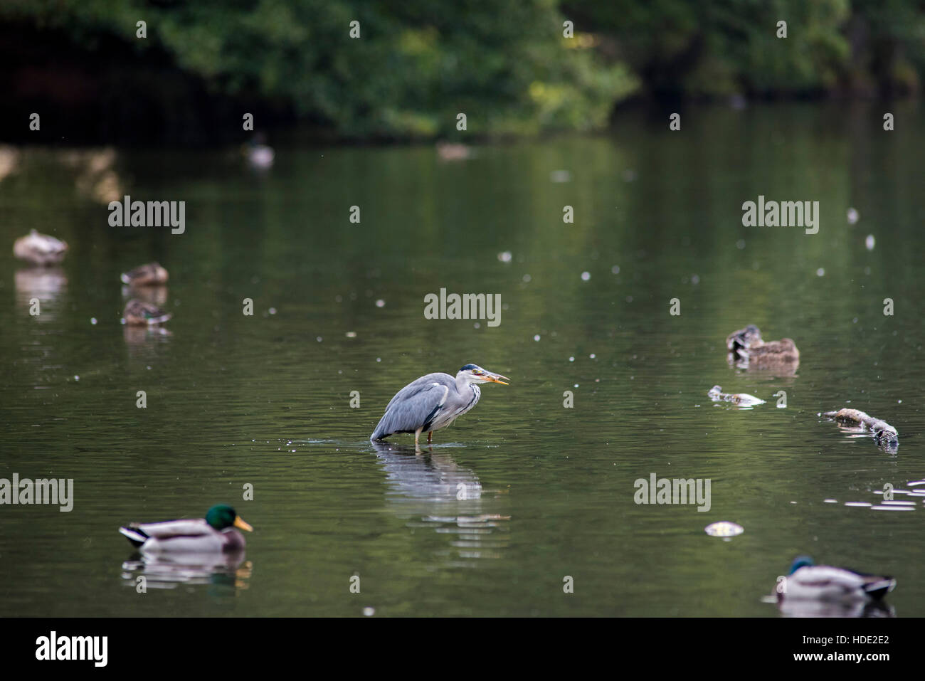 eating a small perch Stock Photo - Alamy
