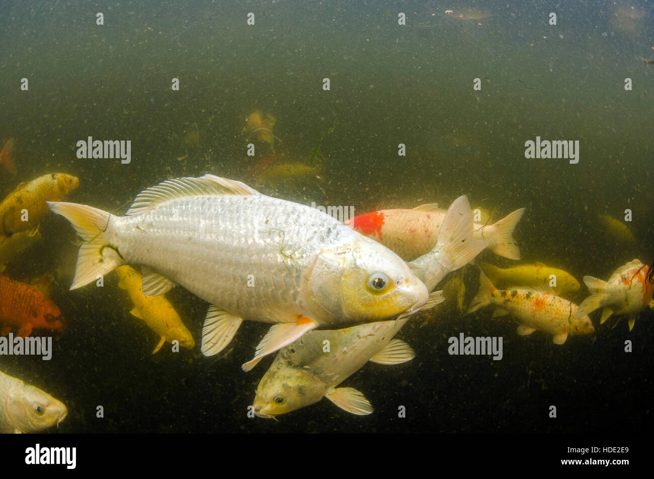 Ghost Carp High Resolution Stock Photography and Images - Alamy