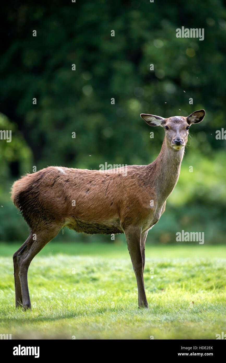 female deer at wollaton park running during the rut Stock Photo - Alamy