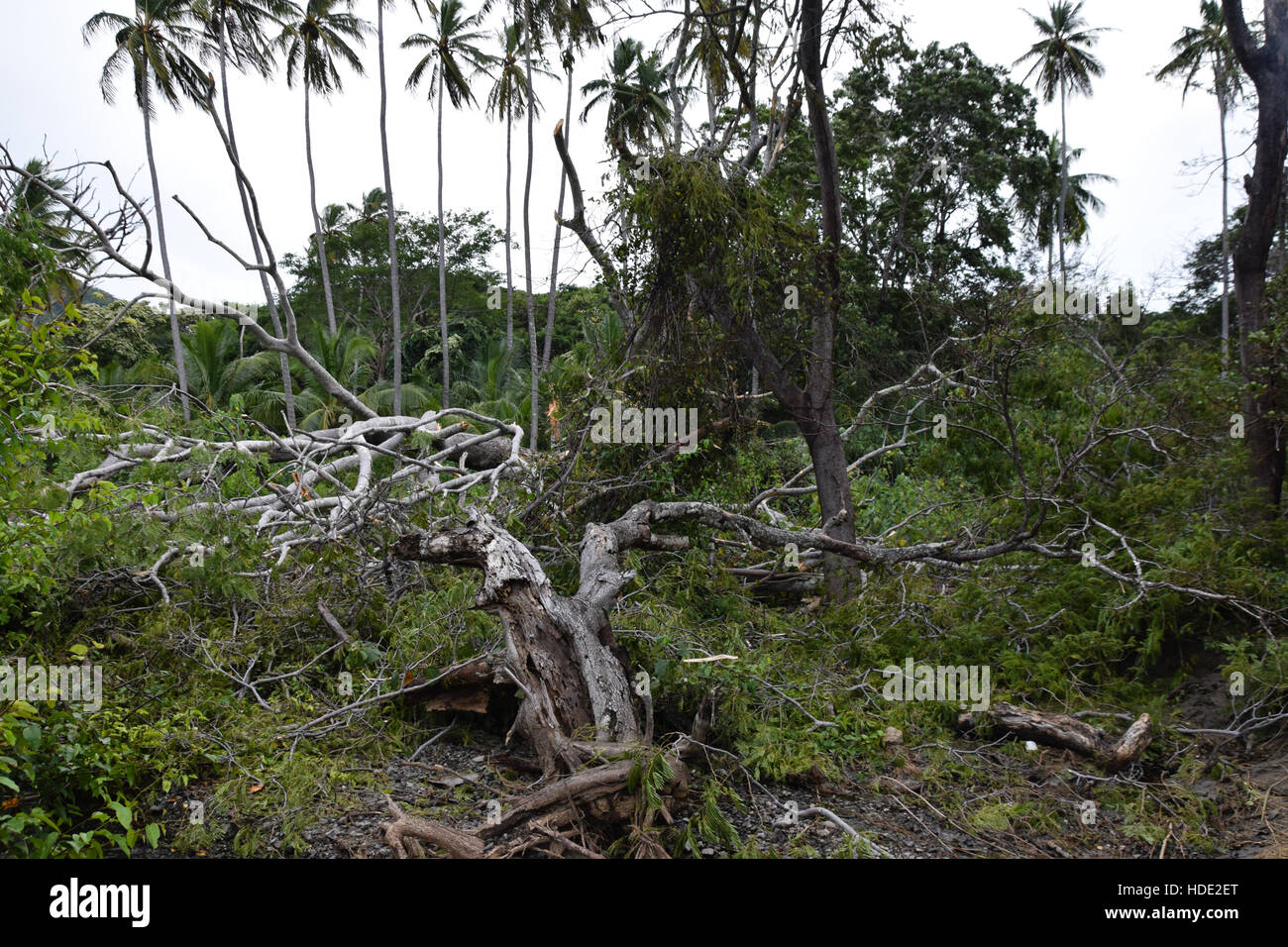 Fallen trees following Hurricane Otto, Guanacaste, Costa Rica, Central ...