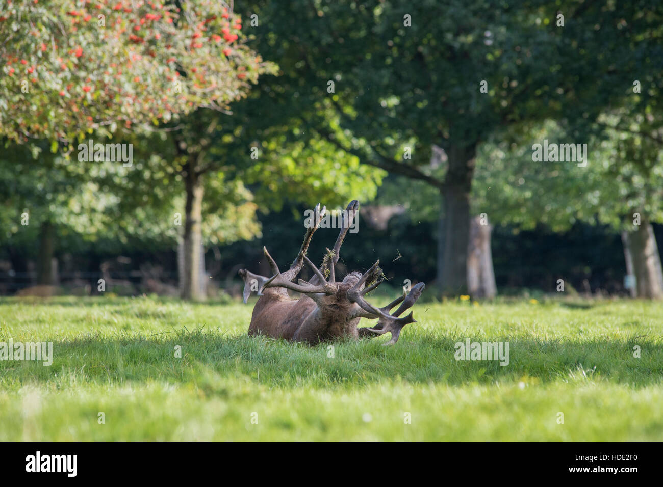 Stag rollinging in the shade at wollaton park , nottingham to spread ...