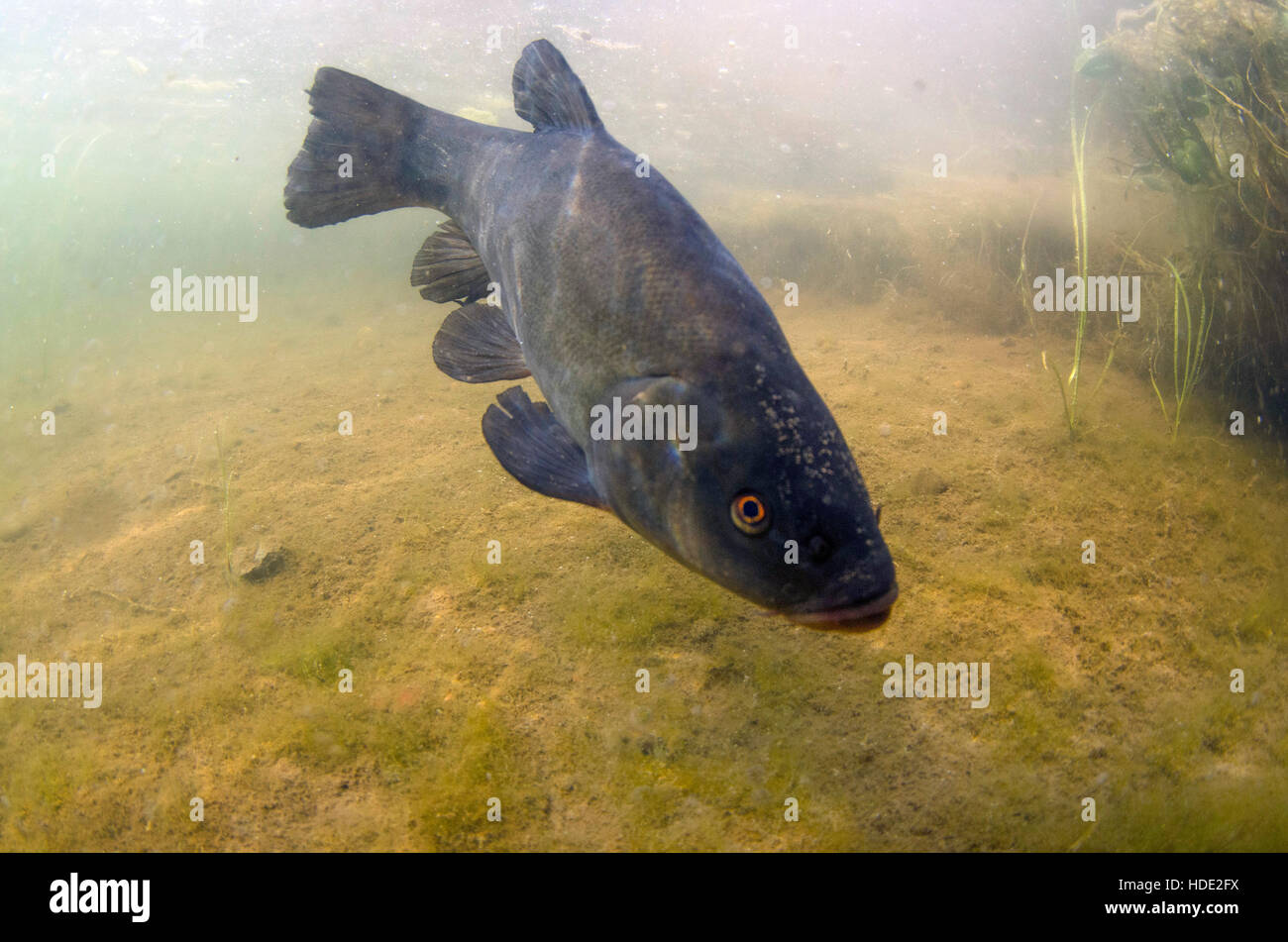 Pomd hi-res stock photography and images - Alamy