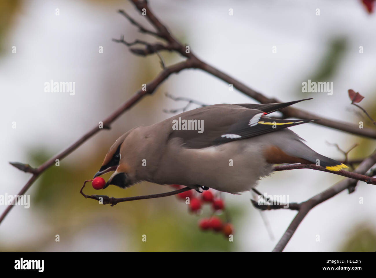 Waxwing eating a berry Stock Photo - Alamy