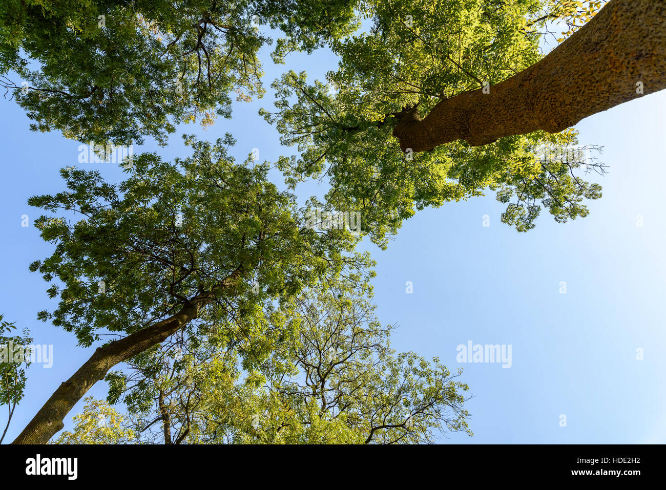 Blue green forest scenic trees hi-res stock photography and images - Alamy