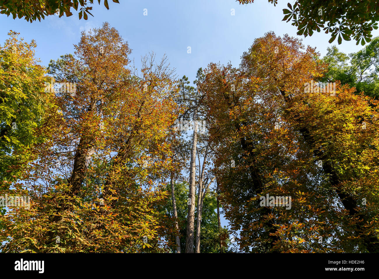Blue green forest scenic trees hi-res stock photography and images - Alamy