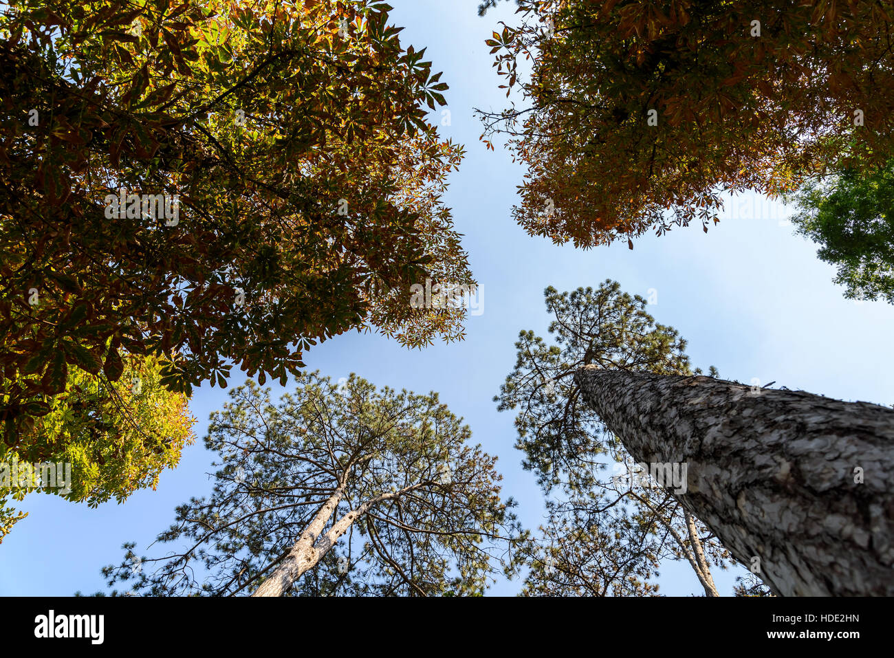 Green Forest Trees On Blue Sky Background Stock Photo - Alamy