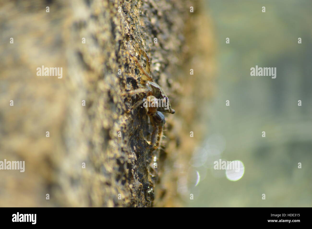 Yellow Shore Crab - Malta Stock Photo - Alamy