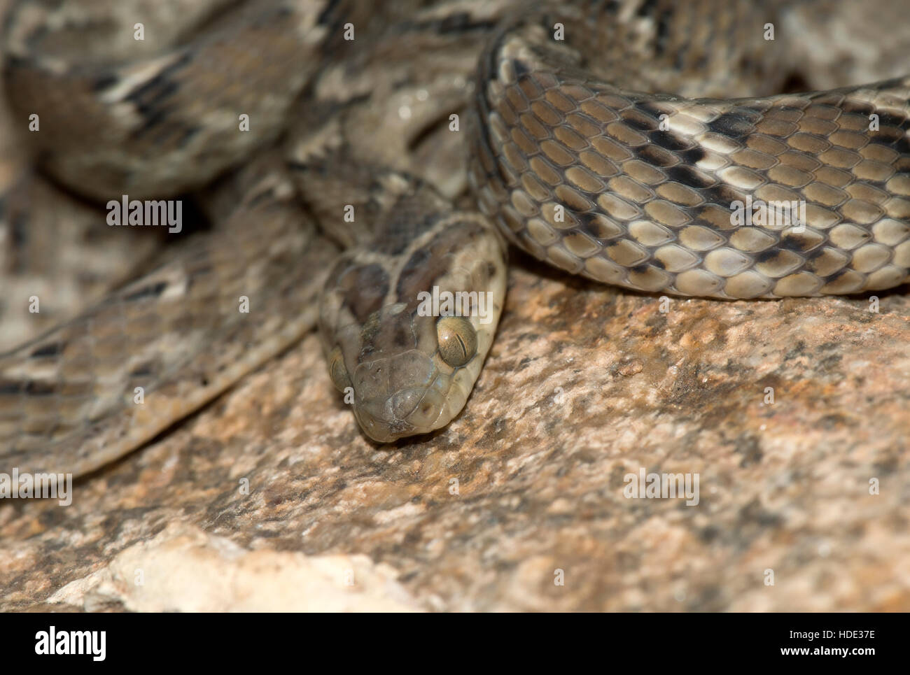 Common cat snake boiga trigonata in hampi hi-res stock photography and ...
