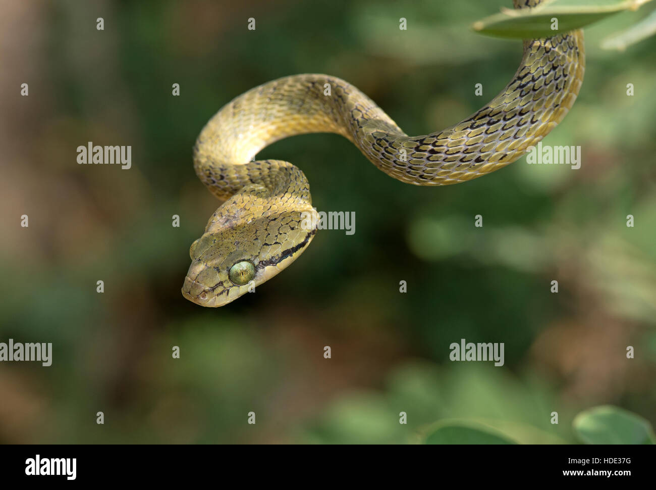 Indian common cat snake hi-res stock photography and images - Alamy