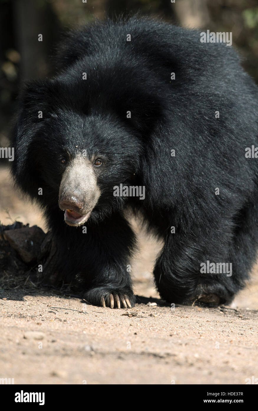 The image of Sloth Bear ( Melursus ursinus) was taken in Daroji ...