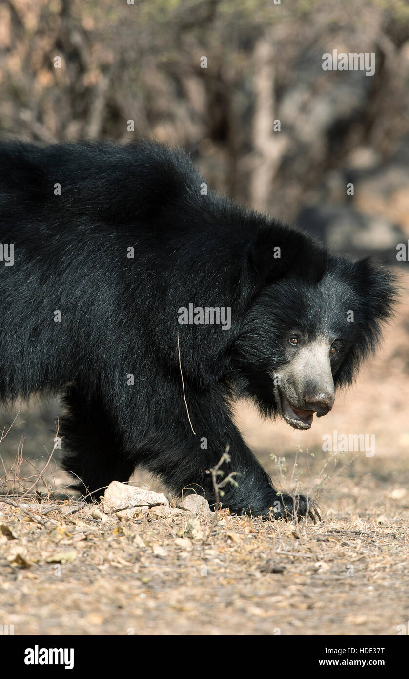 The image of Sloth Bear ( Melursus ursinus) was taken in Daroji ...