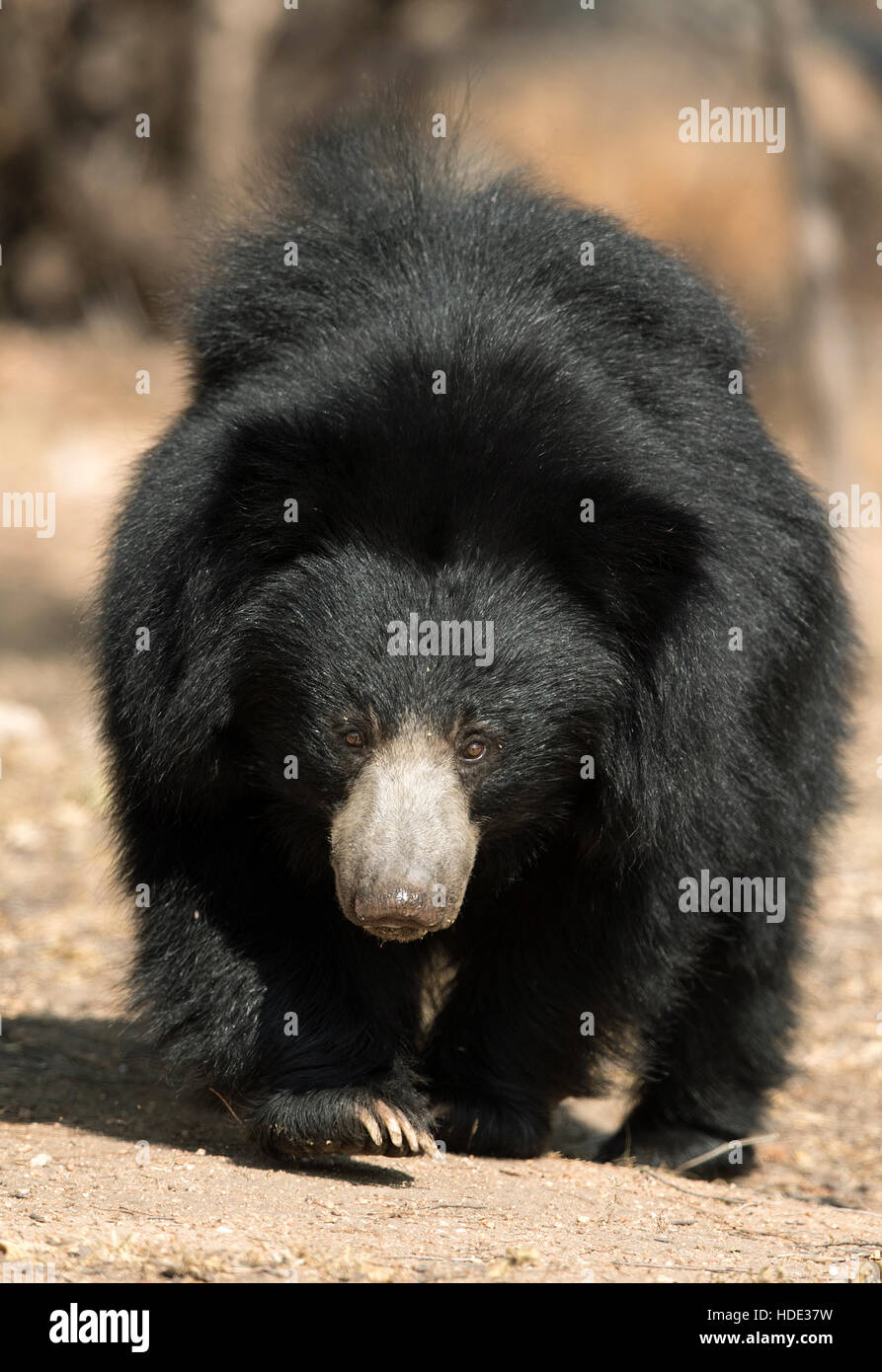 The image of Sloth Bear ( Melursus ursinus) was taken in Daroji ...