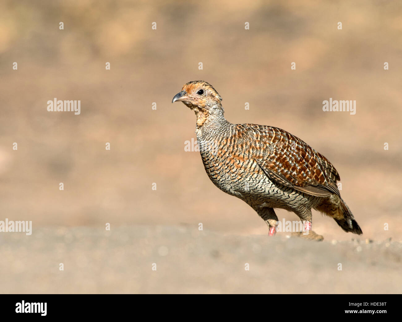 The image of Grey Francolin ( Francolinus pondicerianus) was atken in ...