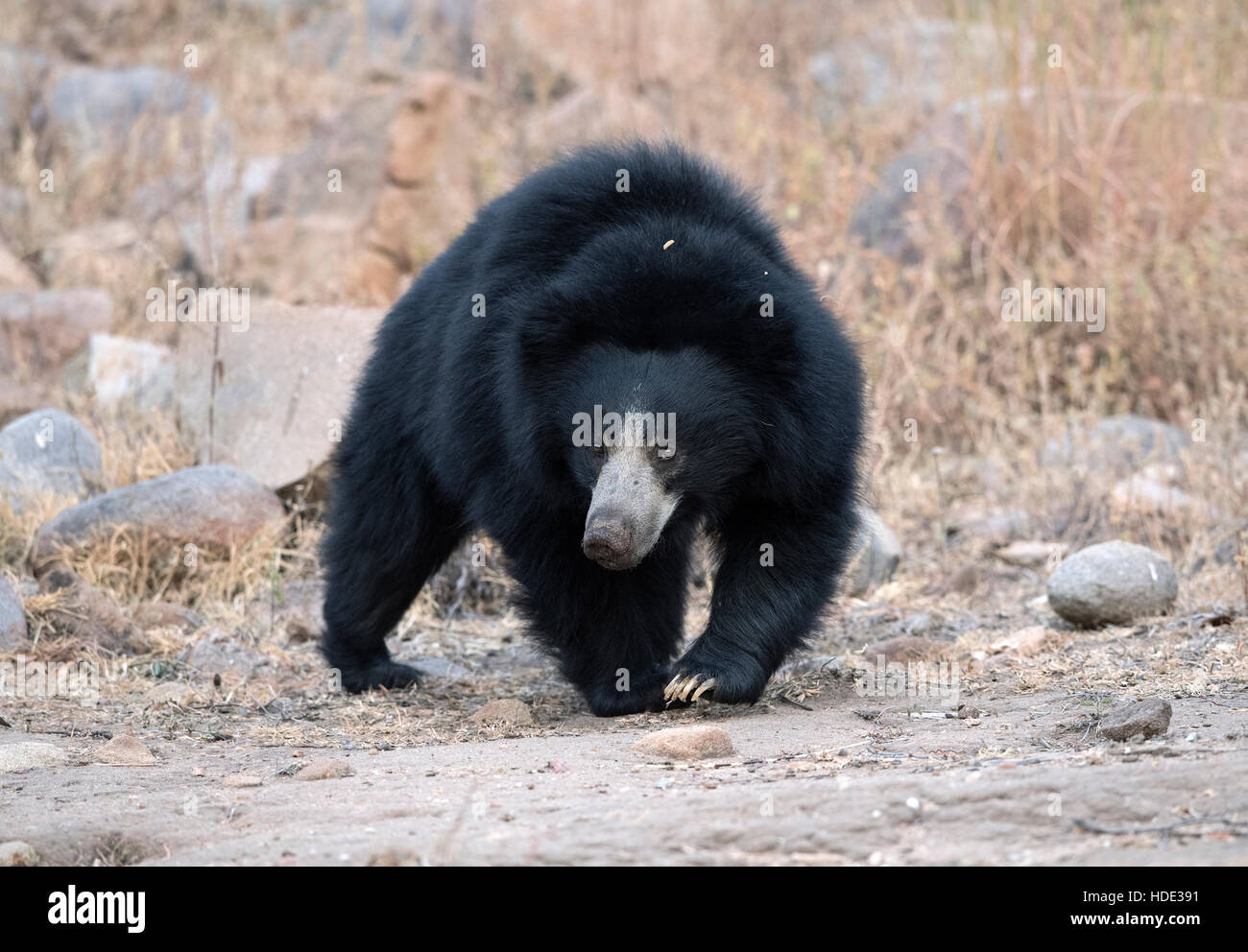 The image of Sloth Bear ( Melursus ursinus) was taken in Daroji ...