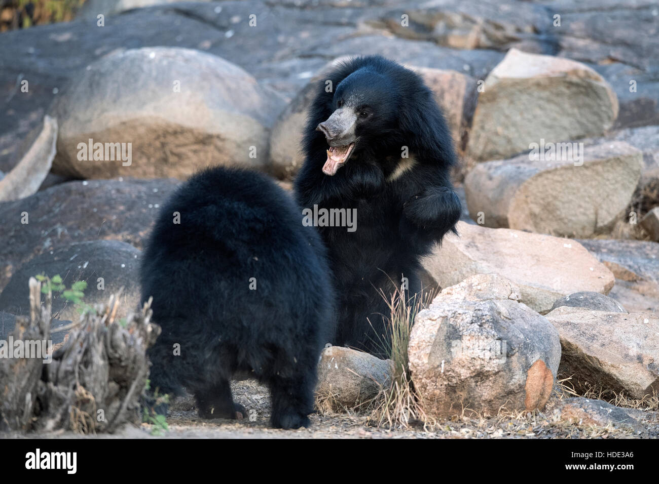 Sloth bear fight hi-res stock photography and images - Alamy