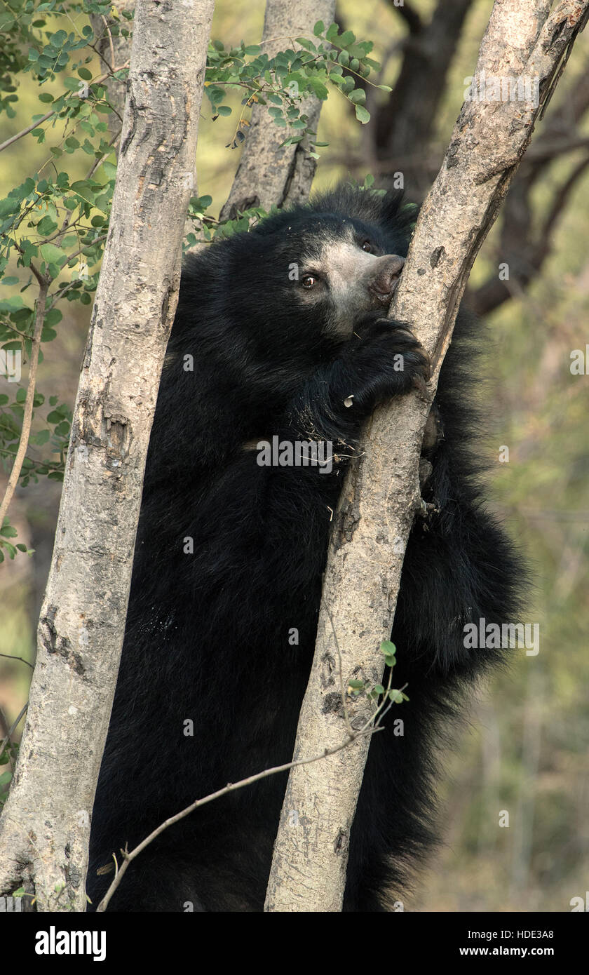 The image of Sloth Bear ( Melursus ursinus) was taken in Daroji ...