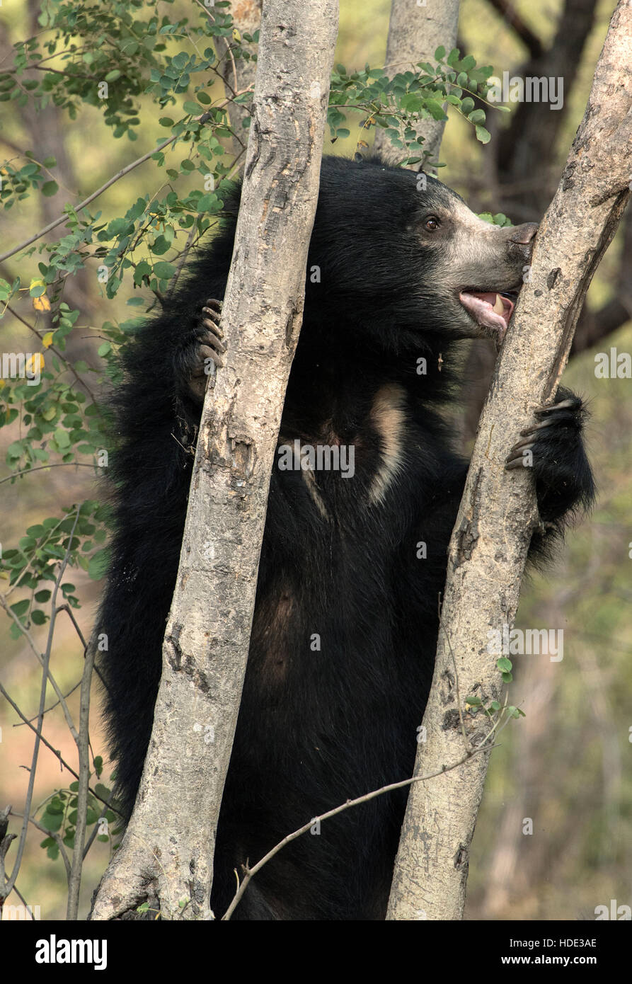 Sloth bear tree hi-res stock photography and images - Alamy