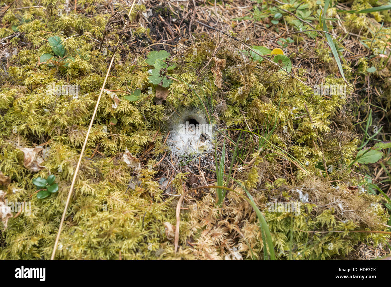 Spider Web in a forest ground Stock Photo - Alamy