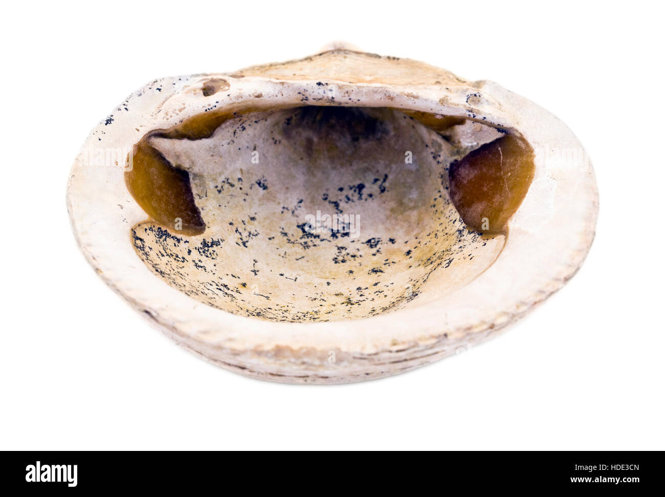Fossil bivalve shell hi-res stock photography and images - Alamy