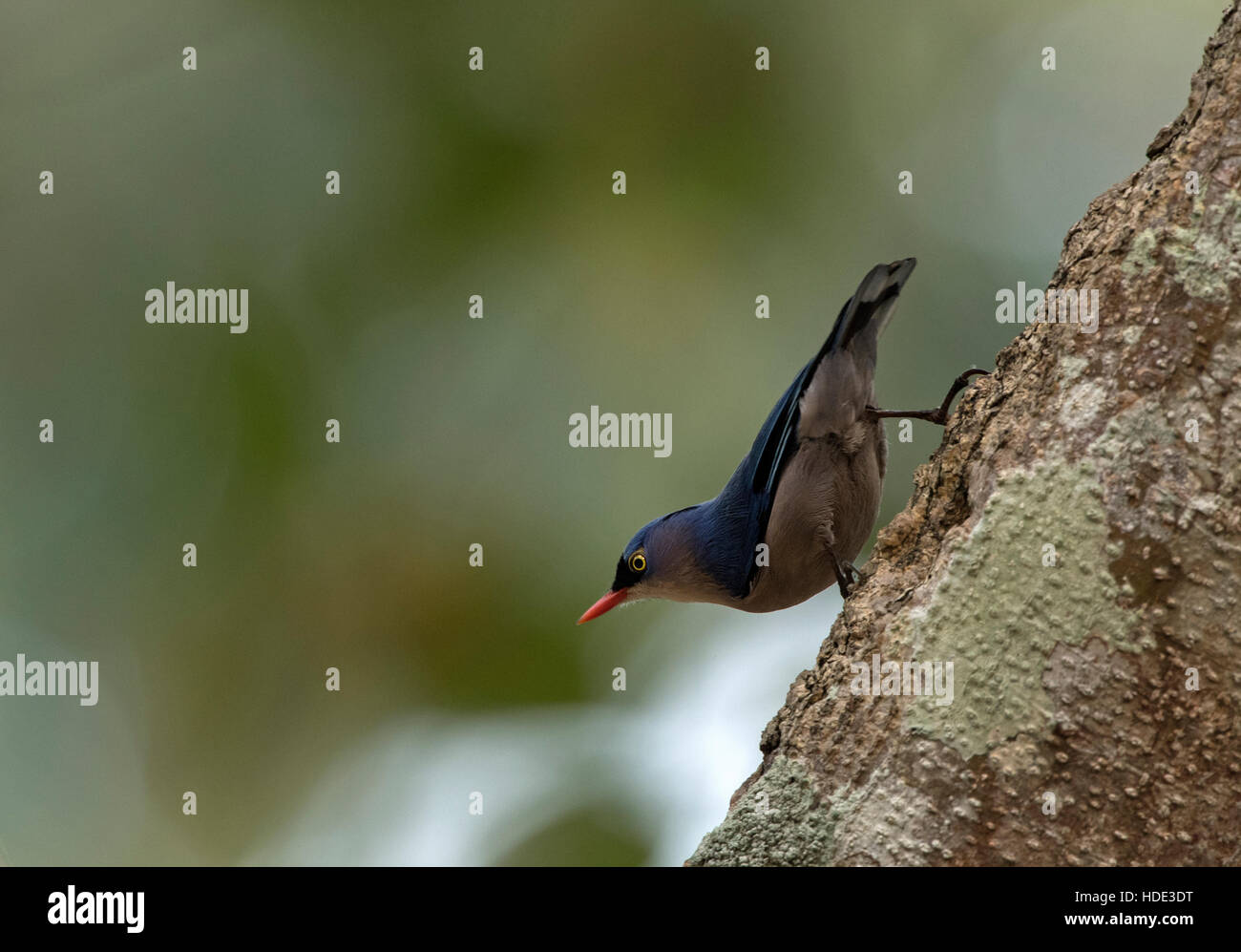 The image of Velvet fronted nuthatch (Sitta frontalis) in Dandeli ...