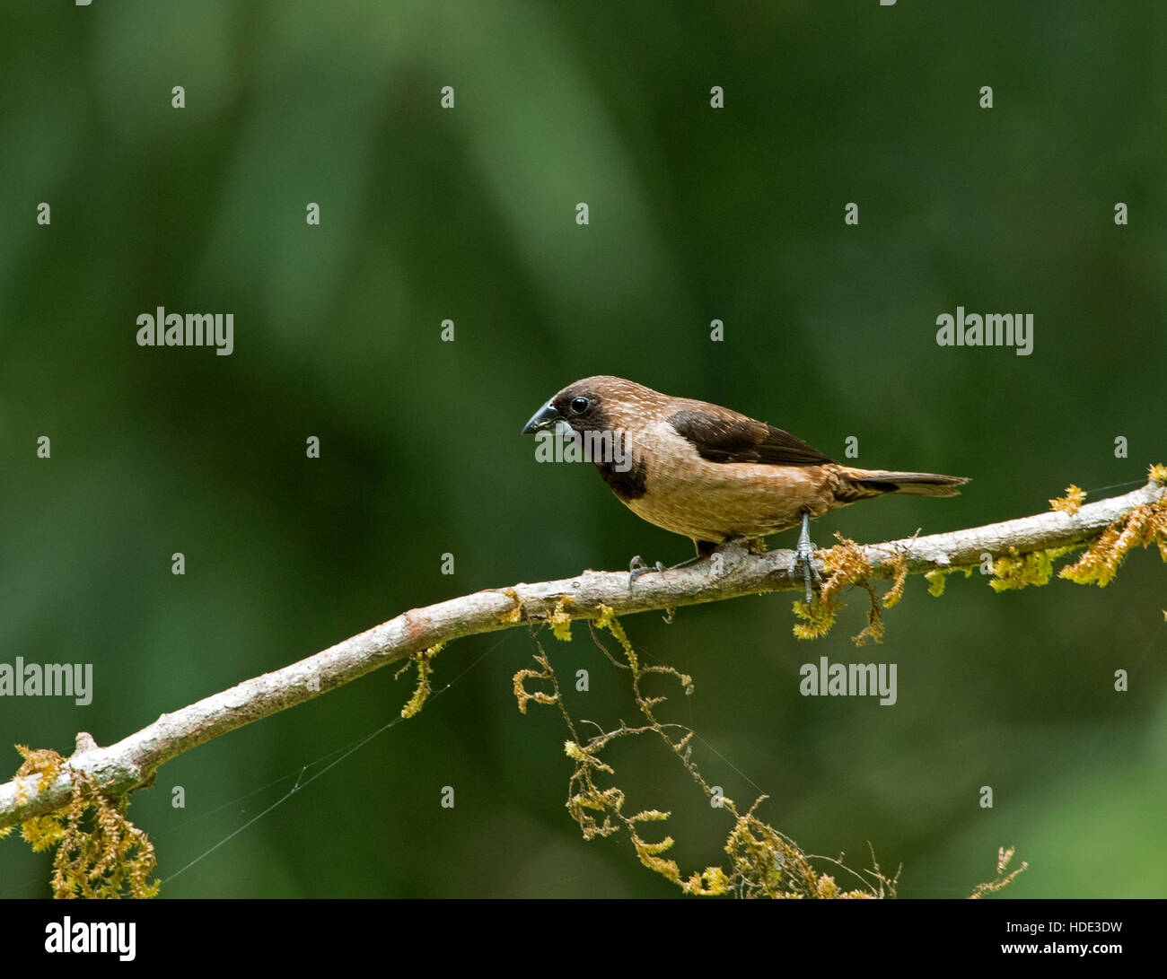 Black throated munia hi-res stock photography and images - Alamy