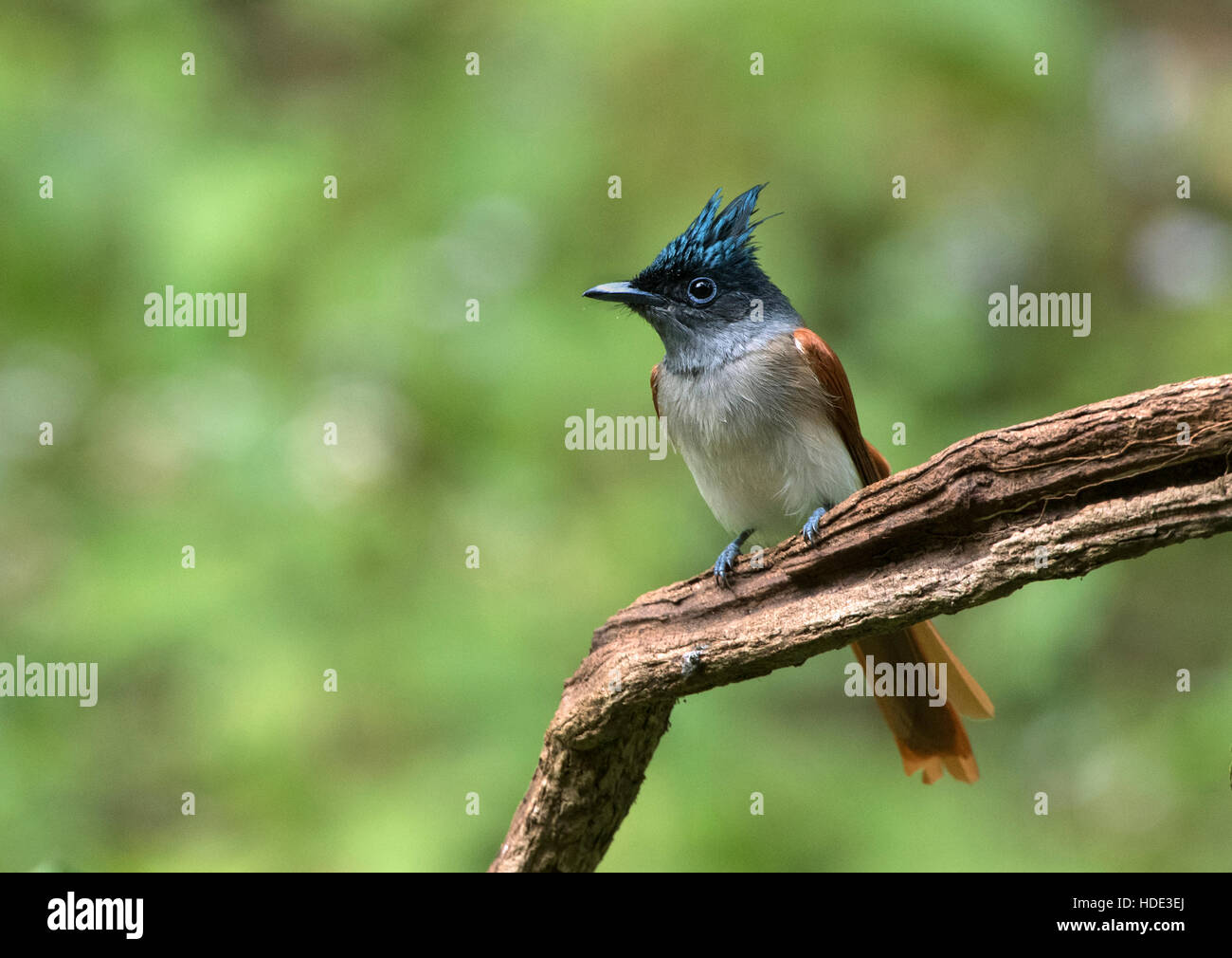 Terpsiphone paradisi image hi-res stock photography and images - Alamy
