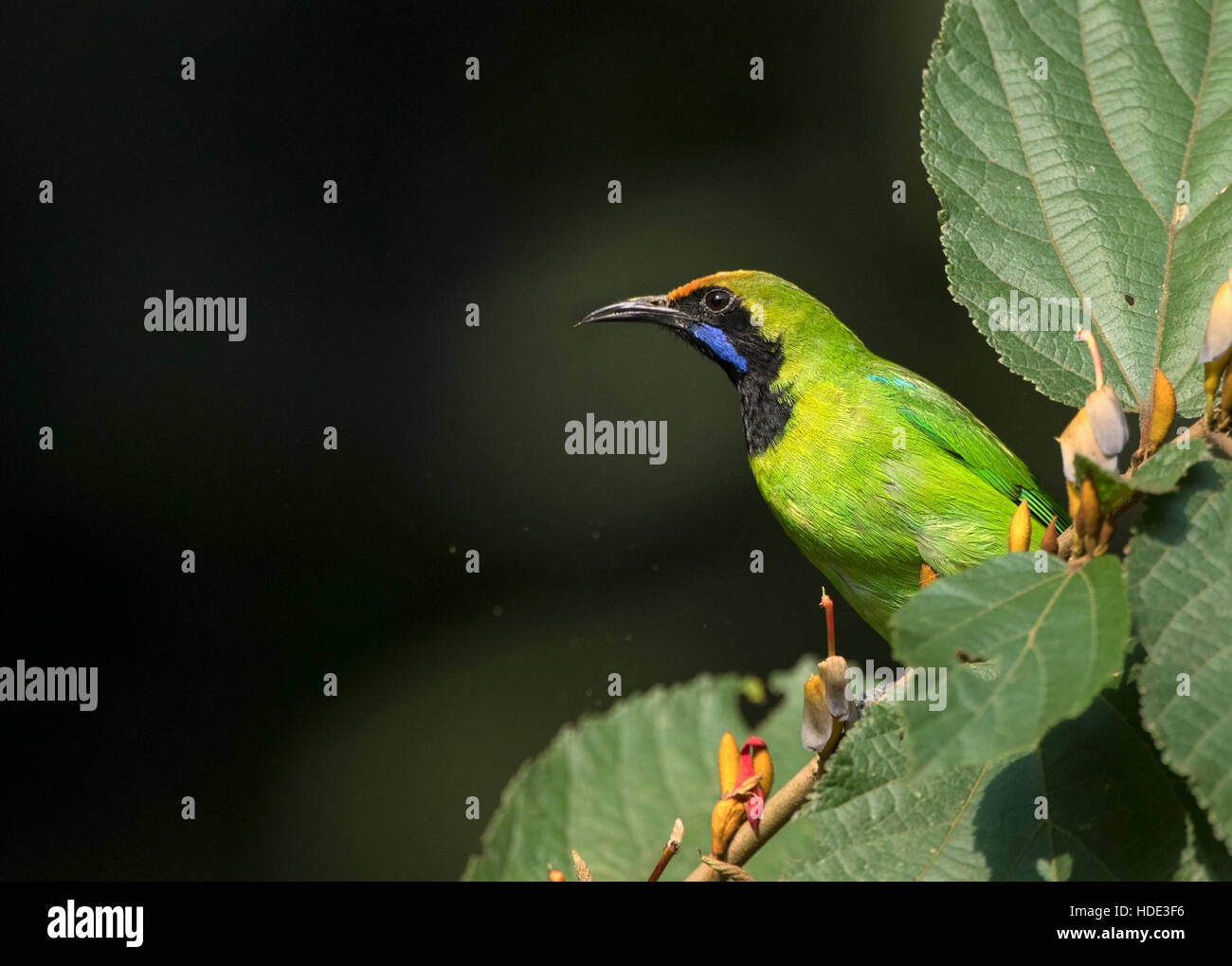 The image of Golden-fronted leafbird (Chloropsis aurifrons) in Dandeli ...