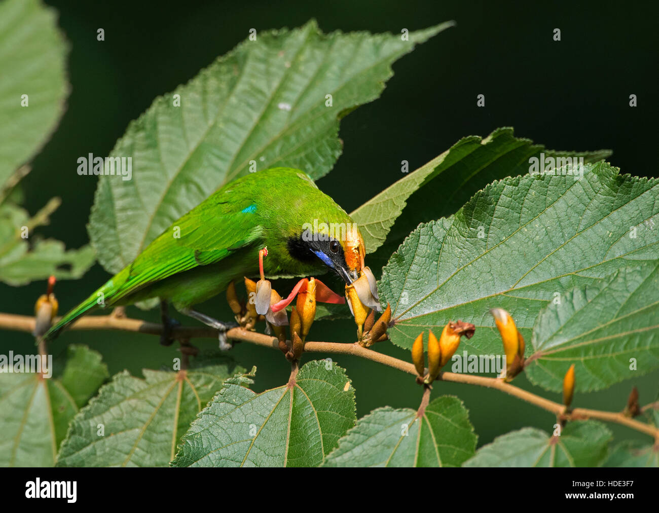 The image of Golden-fronted leafbird (Chloropsis aurifrons) in Dandeli ...