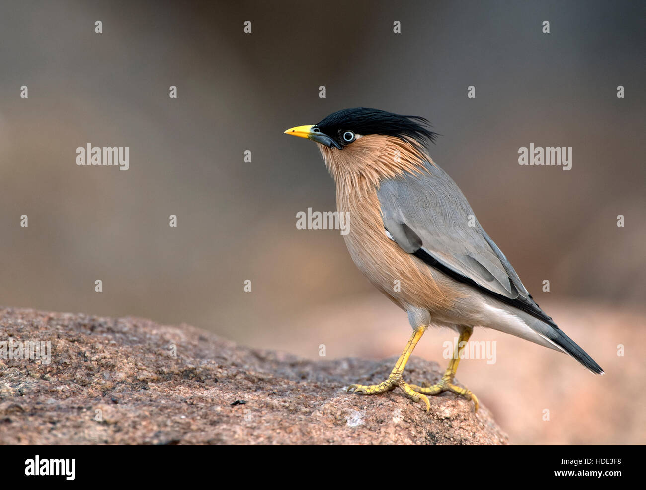 The image of Brahminy starling (Sturnia pagodarum) in Dandeli wildlife ...