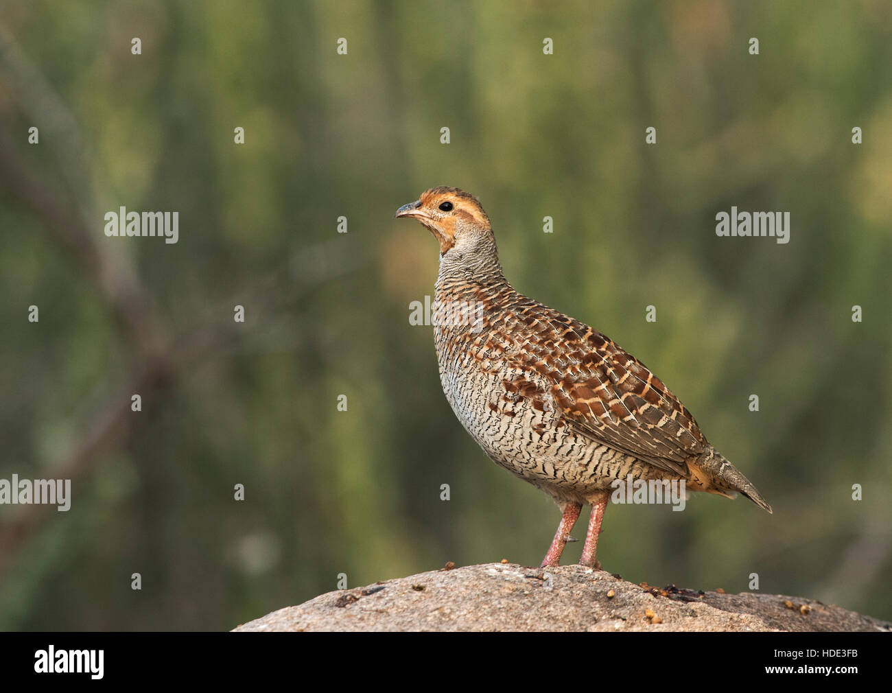The image of Grey Francolin ( Francolinus pondicerianus) was atken in ...
