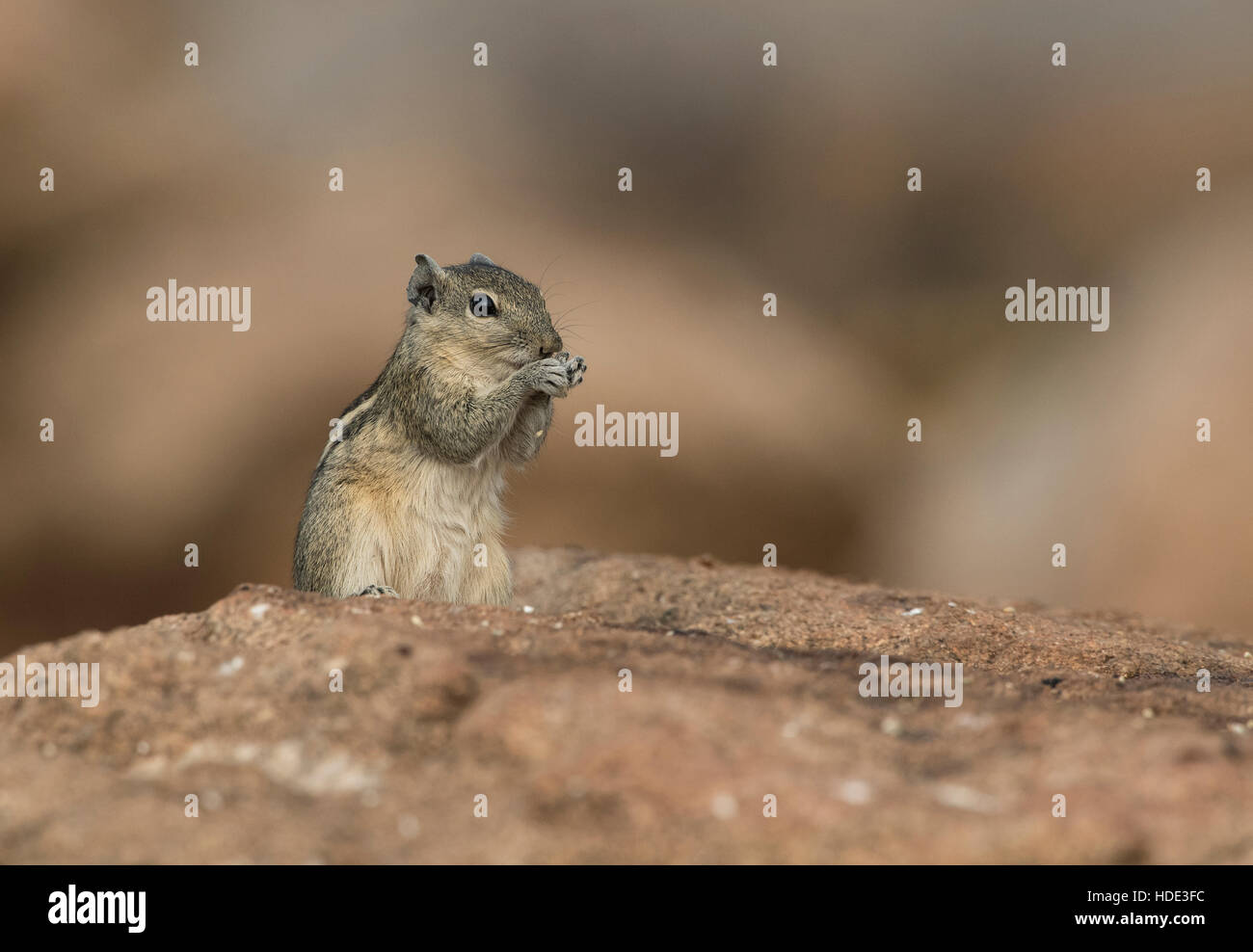 The image of Indian palm squirrel or three-striped palm squirrel ...
